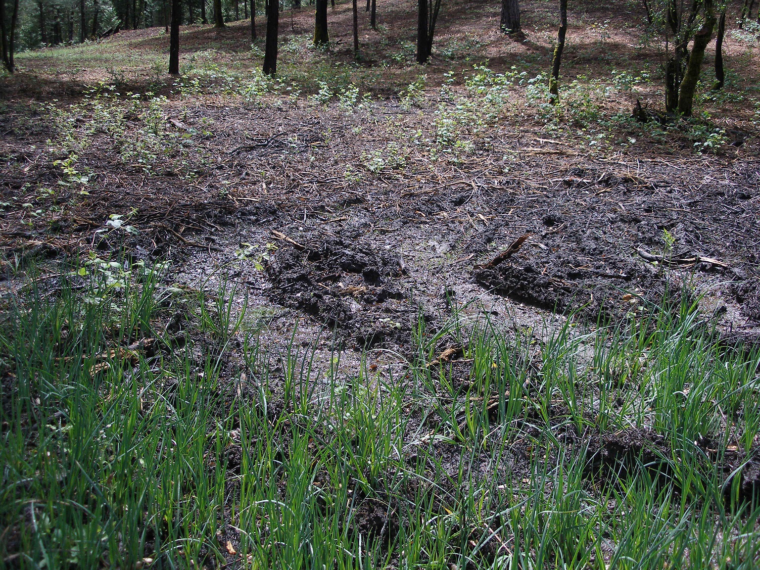 Thinking About Fire Clearing? Why the Fire Prevention Paradigm in CA ...